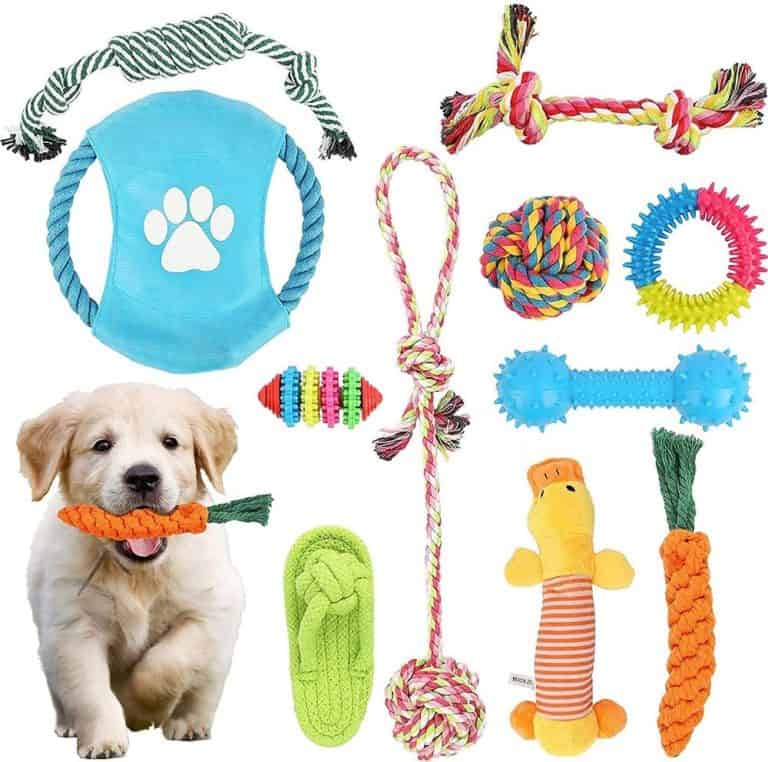 🥇Best Dog Training Tools and Supplies + Tips