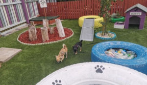 30+ Outdoor Dog Area Ideas - How To Make a Dog Area in Your Backyard