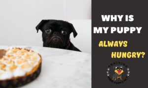 Why is My Puppy Always Hungry: Vets Answers