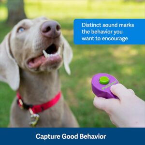 🥇Best Dog Training Tools and Supplies + Tips