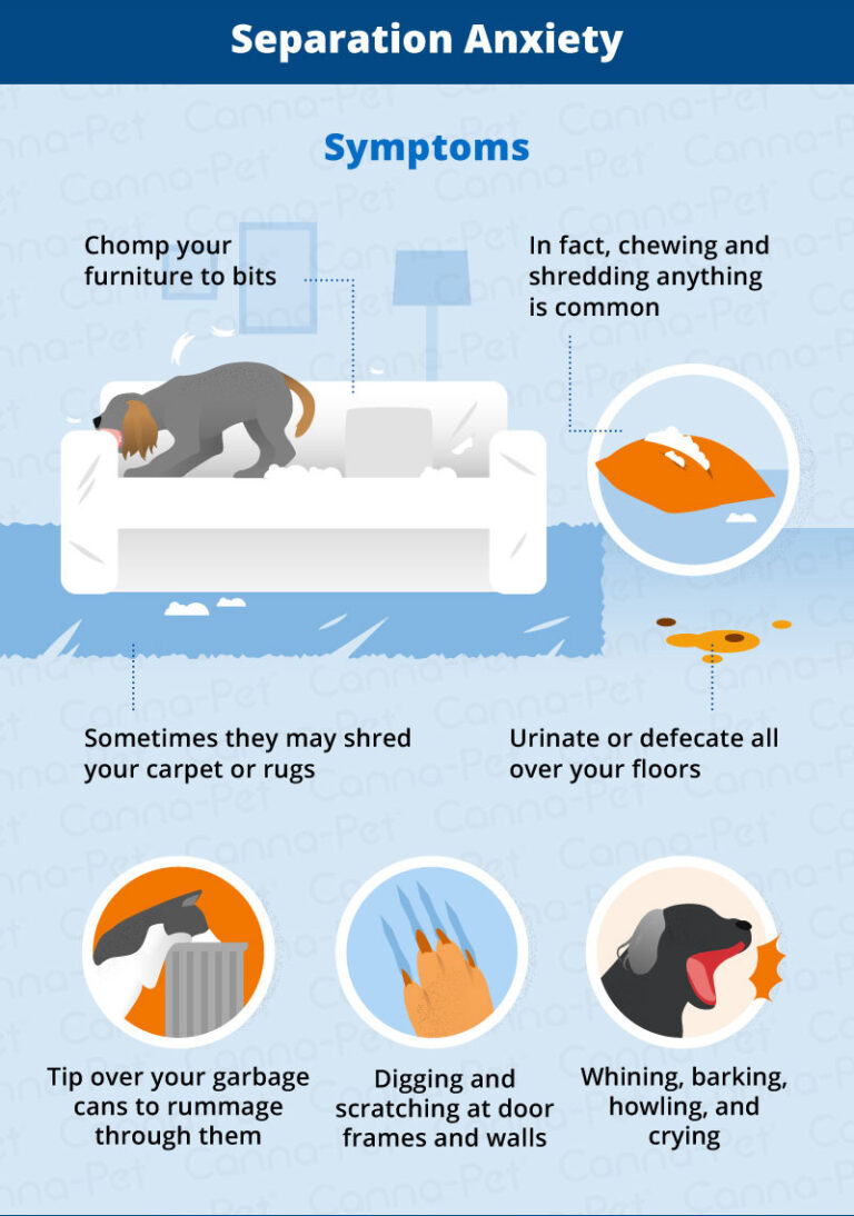 Why is My Puppy Always Hungry: Vets Answers
